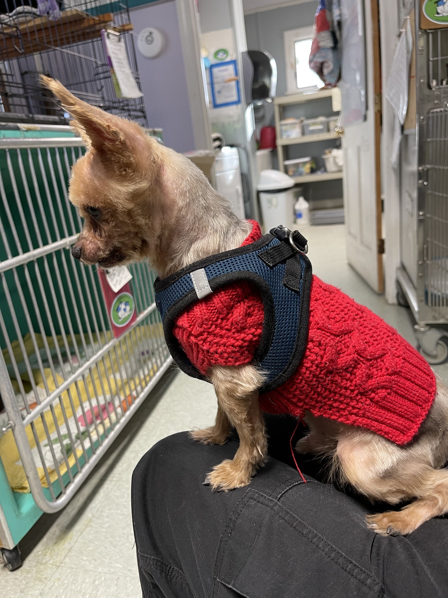 Marblehead Police ask for public’s help in animal cruelty investigation ...
