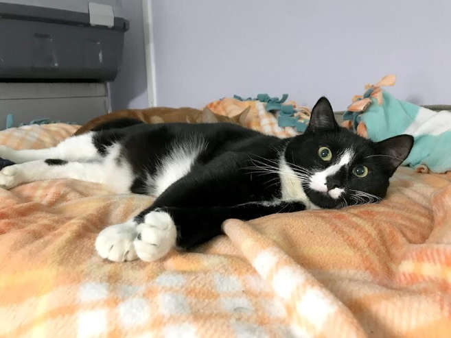 PAWS & CLAWS: Ranger seen as good ‘companion cat’ - Marblehead Current