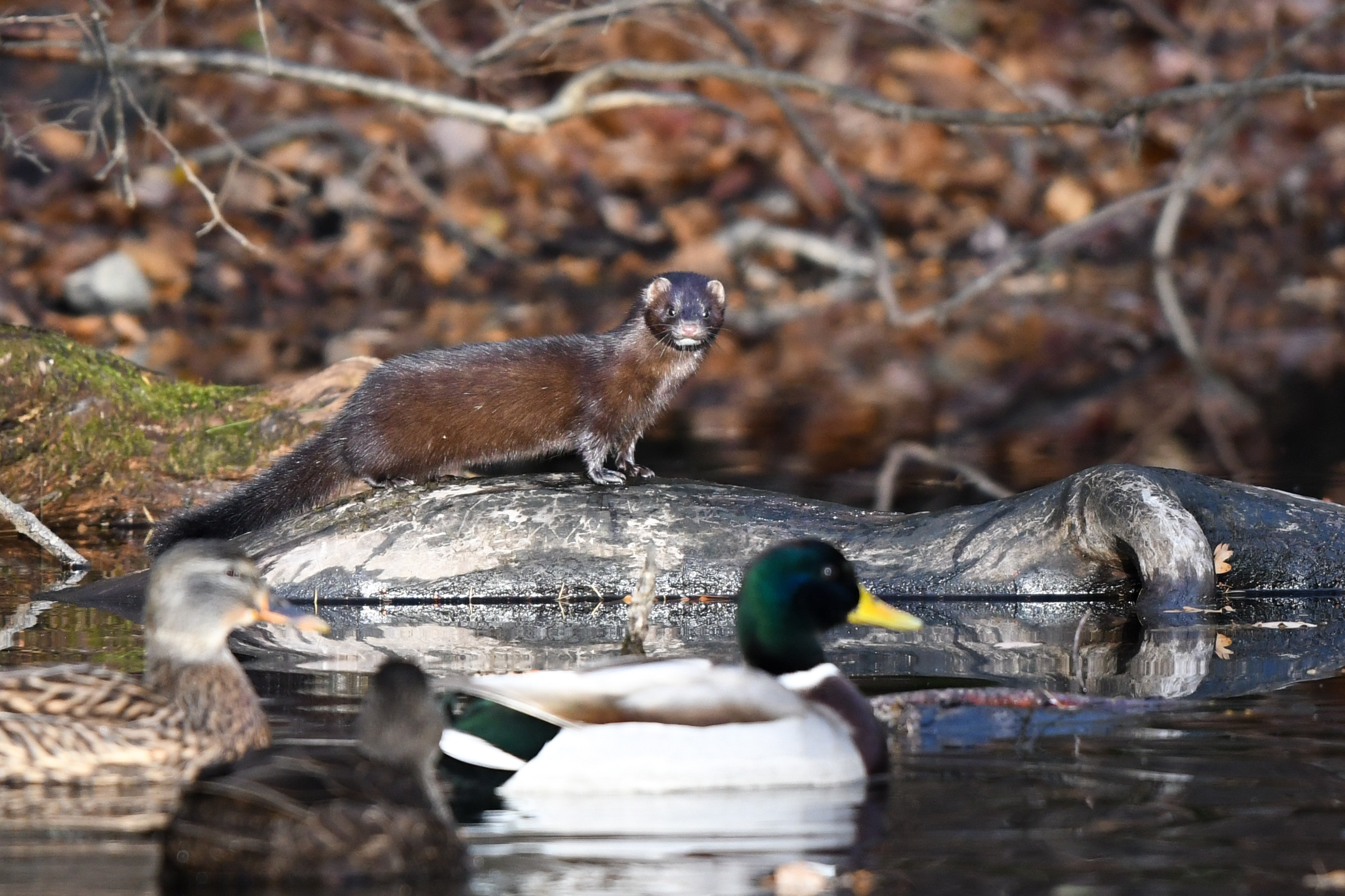 CUZNER IN NATURE: Marblehead mink takes up residence in Bird Sanctuary ...