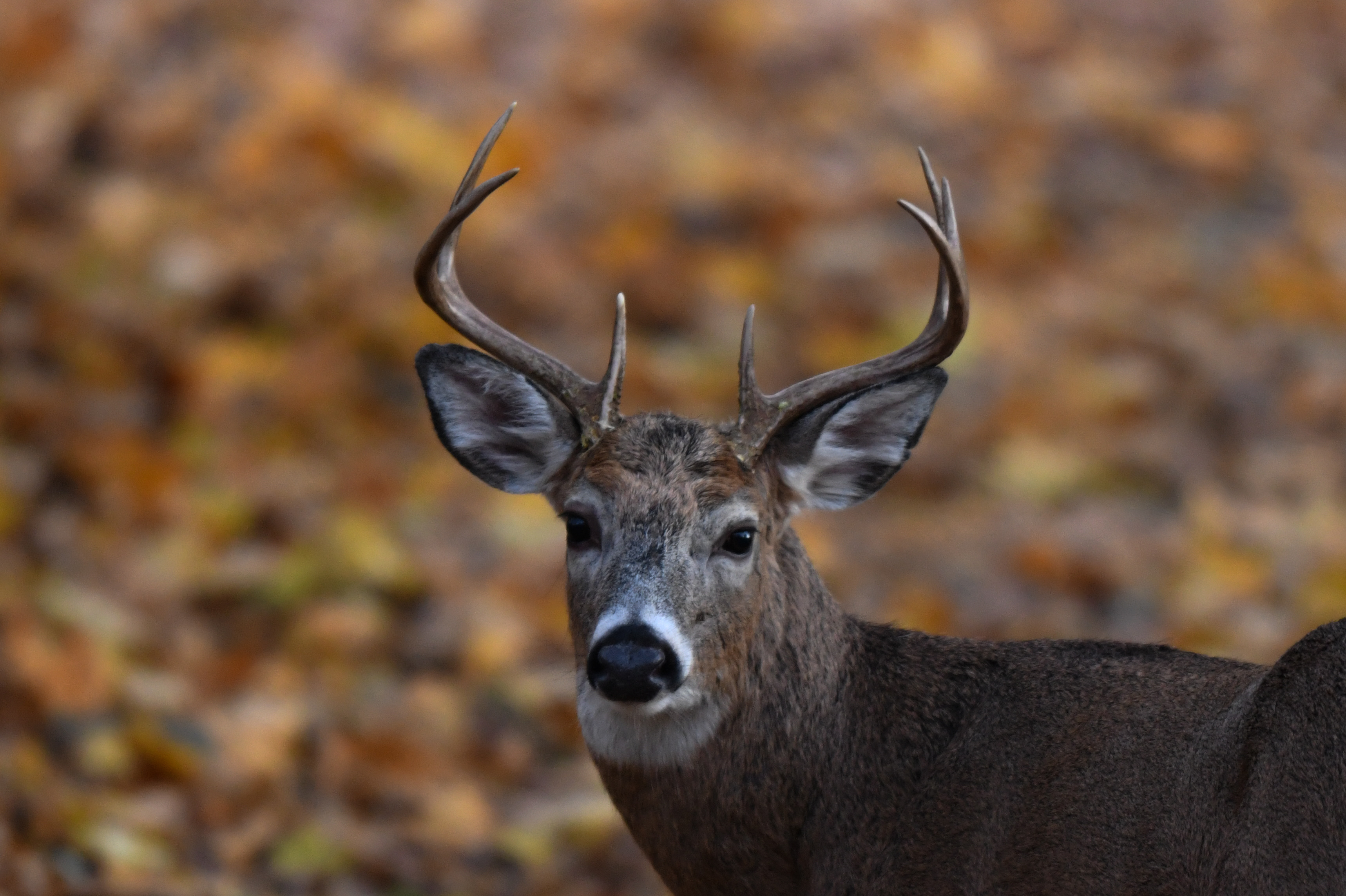 Stumbling upon a buck in Steer Swamp - Marblehead Current