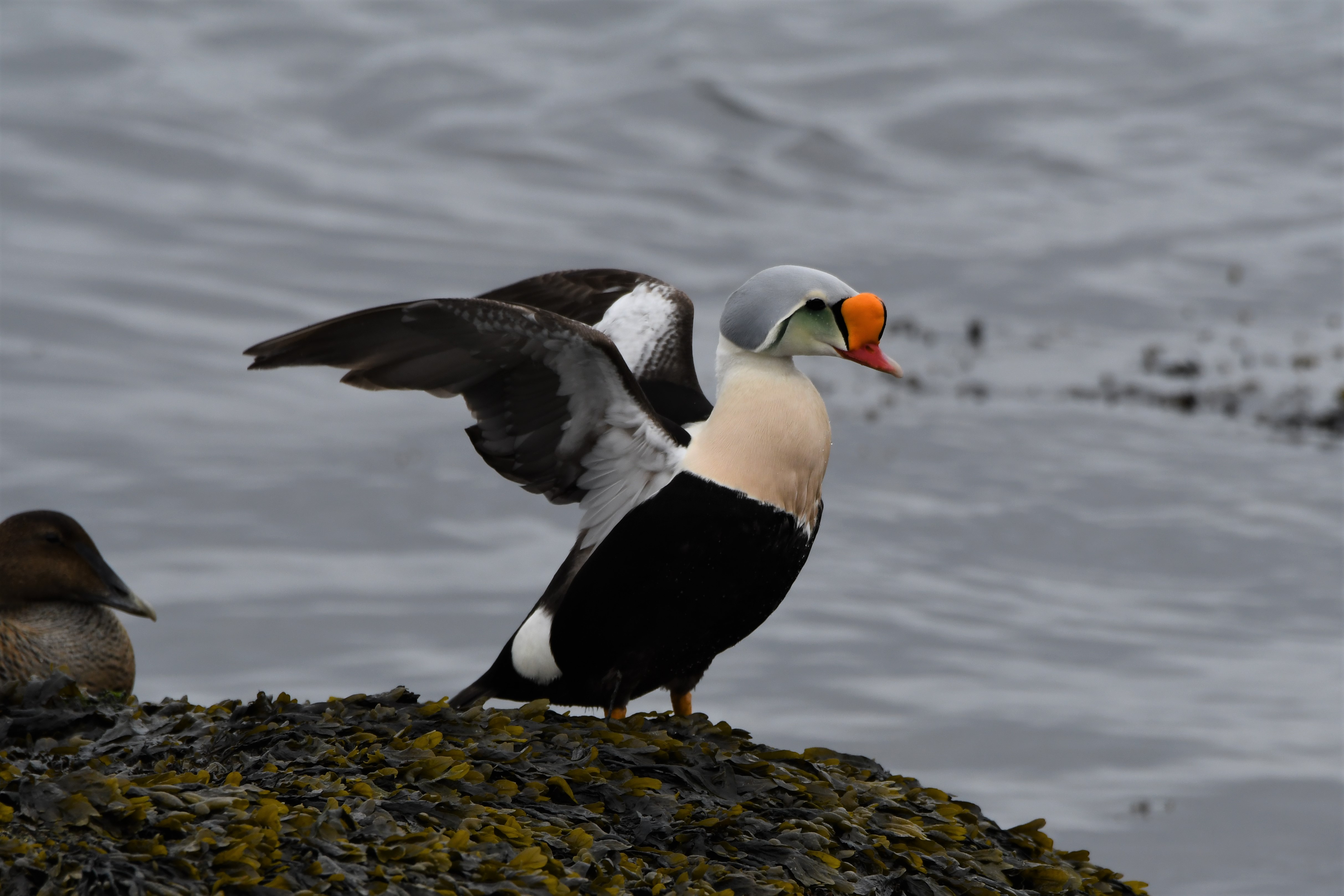 CUZNER IN NATURE: Rare visitor from the Arctic Circle dazzles ...