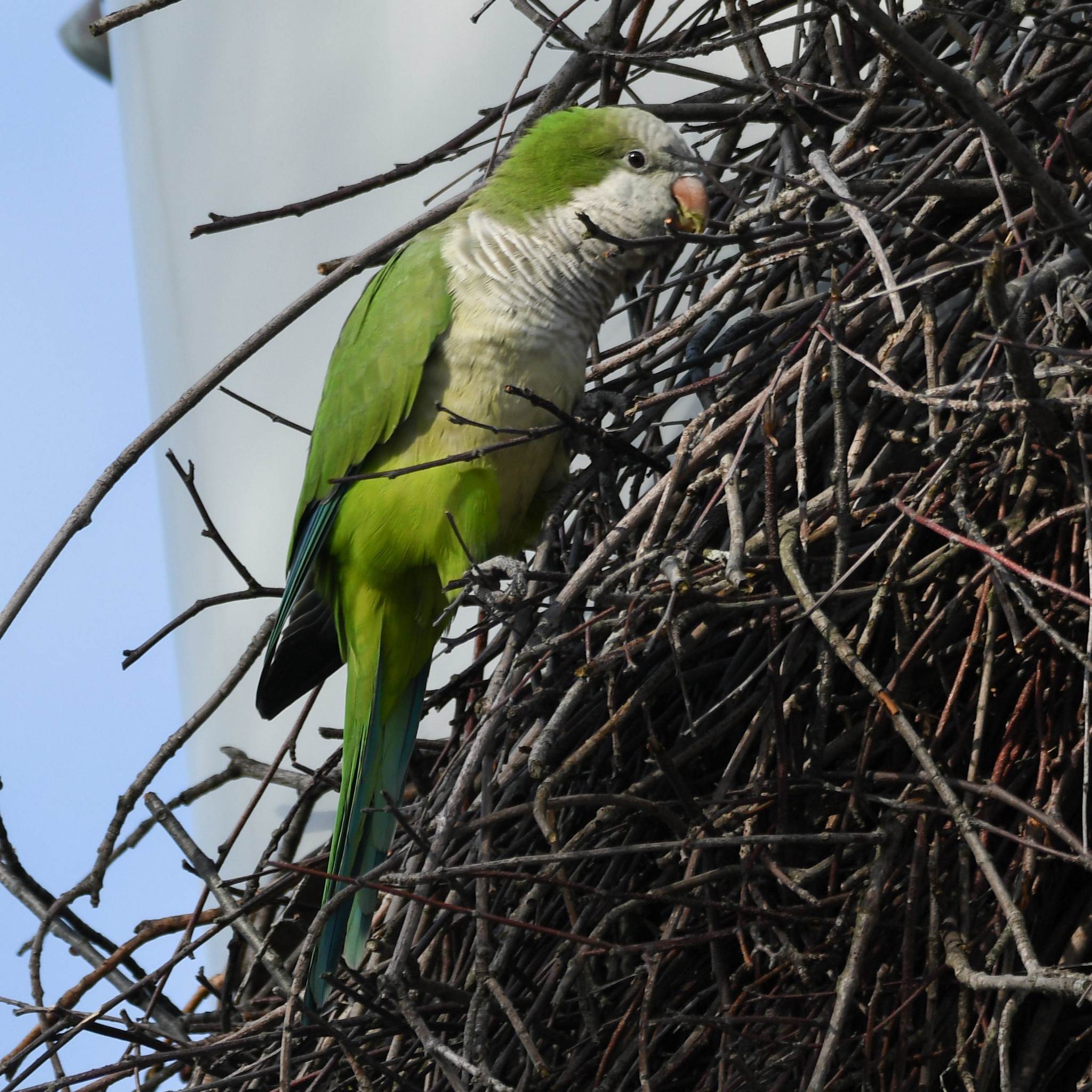 CUZNER IN NATURE: Monk parakeets’ intricate nests - Marblehead Current