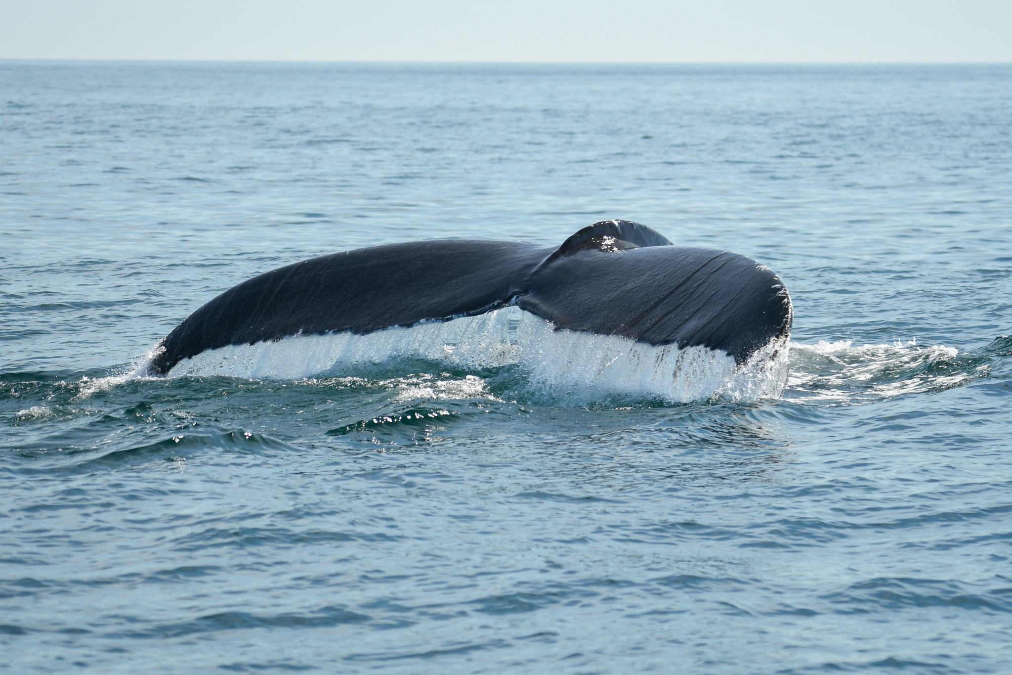 CUZNER IN NATURE: Humpbacks and finbacks spotted in local waters ...