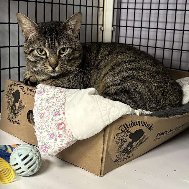 Marblehead Animal Shelter: ‘You’ll never be bored with Travis in your ...