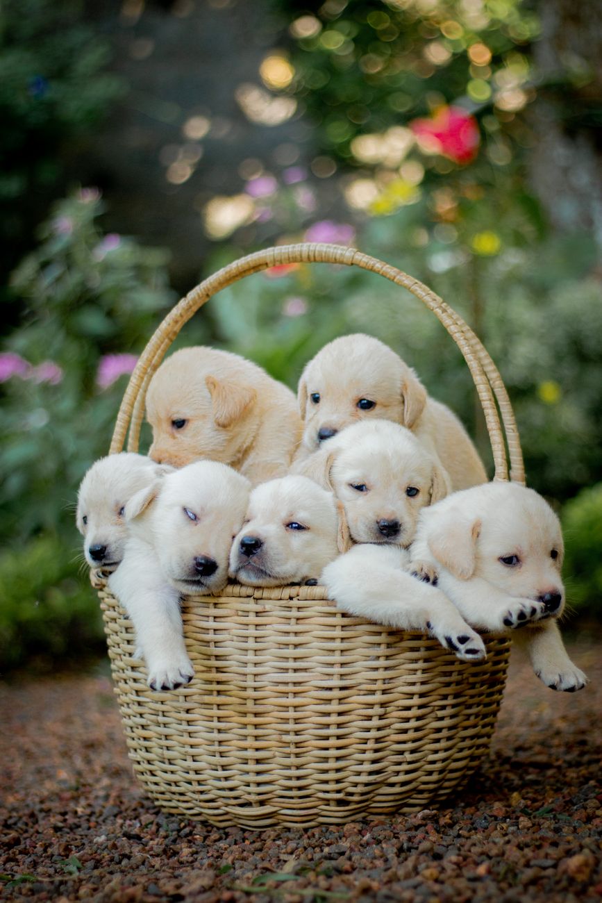 Pride, puppies and planning … all in News in Brief - Marblehead Current